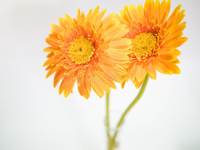 Beautiful Yellow Flower, Select Focused Stock Photo - Image of flowers ...