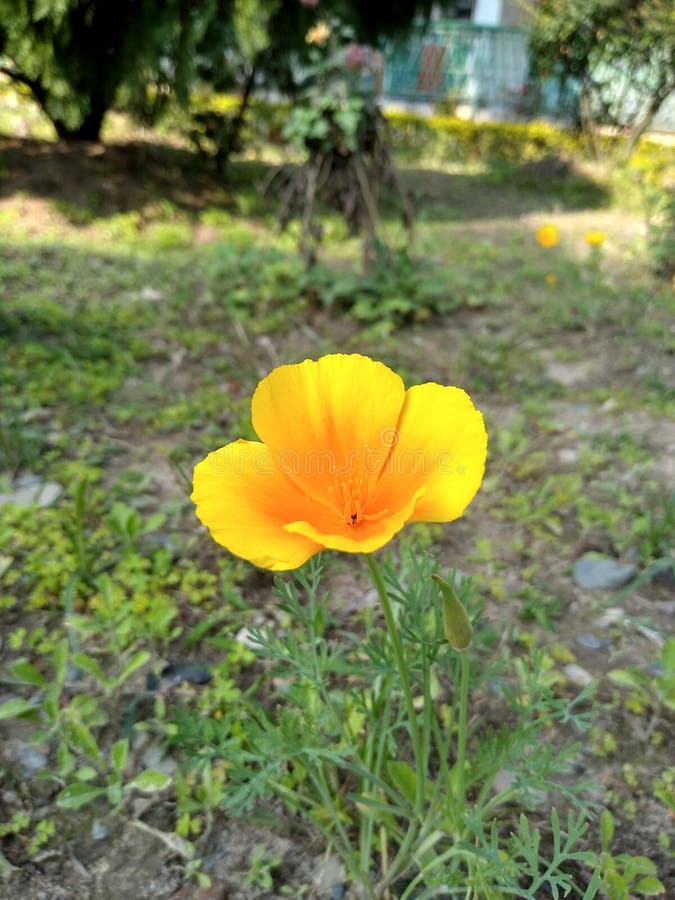 A Beautiful Yellow Flower in Udalguri Garden, India. Stock Photo ...