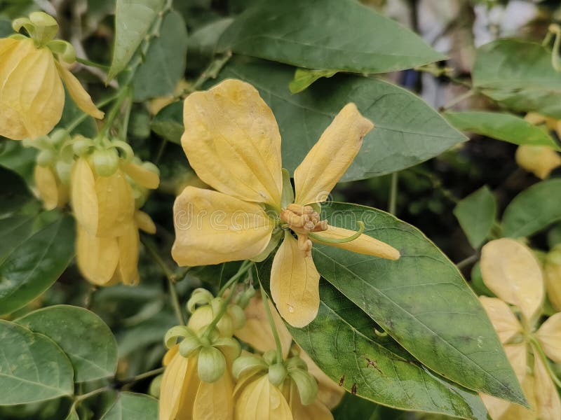 A Beautiful Yellow Flower with a Unique Pistil Shape Stock Image ...