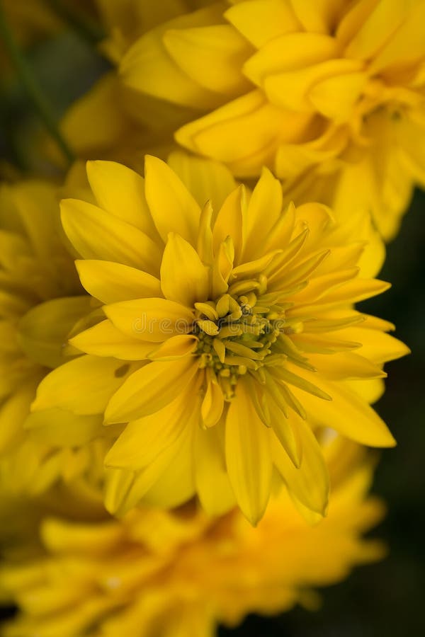Beautiful yellow flowers stock photo. Image of delicate - 3373524