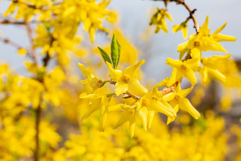 The Beautiful Yellow Flowers Bush at Spring Stock Photo - Image of ...