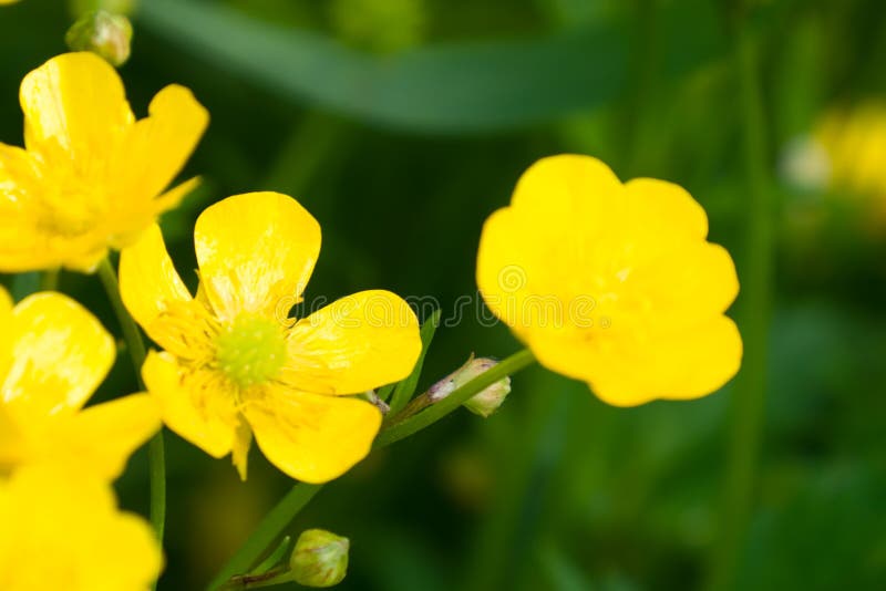 Beautiful Yellow Flowers Close Up Stock Photo - Image of close, nature ...