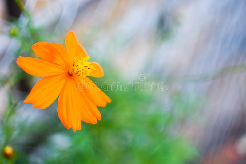 Beautiful Yellow Flowers in the Morning Stock Image - Image of garden ...
