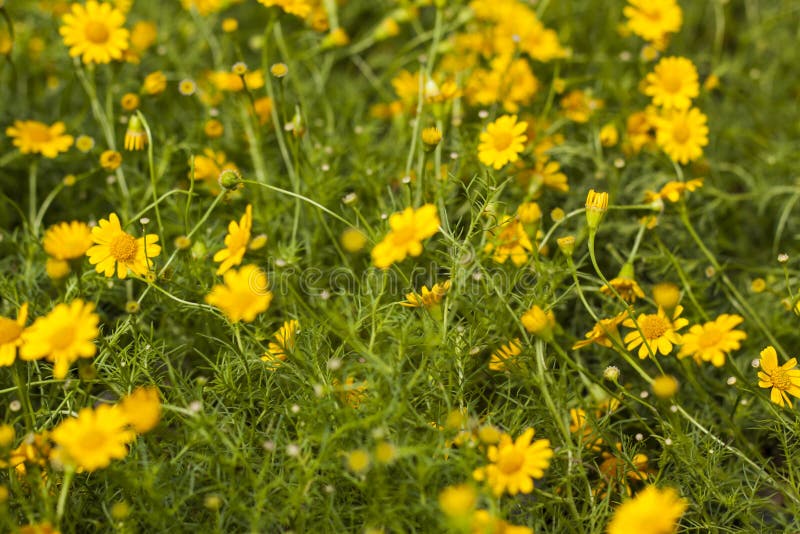 The Beautiful Yellow Flowers Stock Image - Image of beautiful, ground ...