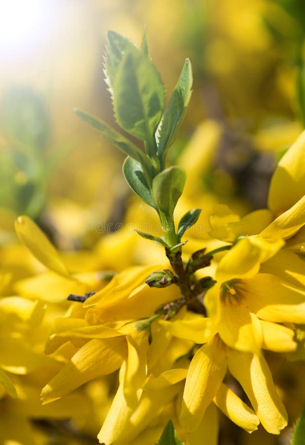 Beautiful Yellow Flowers and Solar Patch of Light Close Up Stock Image ...