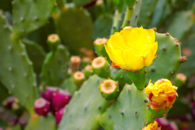 Beautiful Yellow Flowers of a Spiny Cactus Stock Image - Image of flora ...
