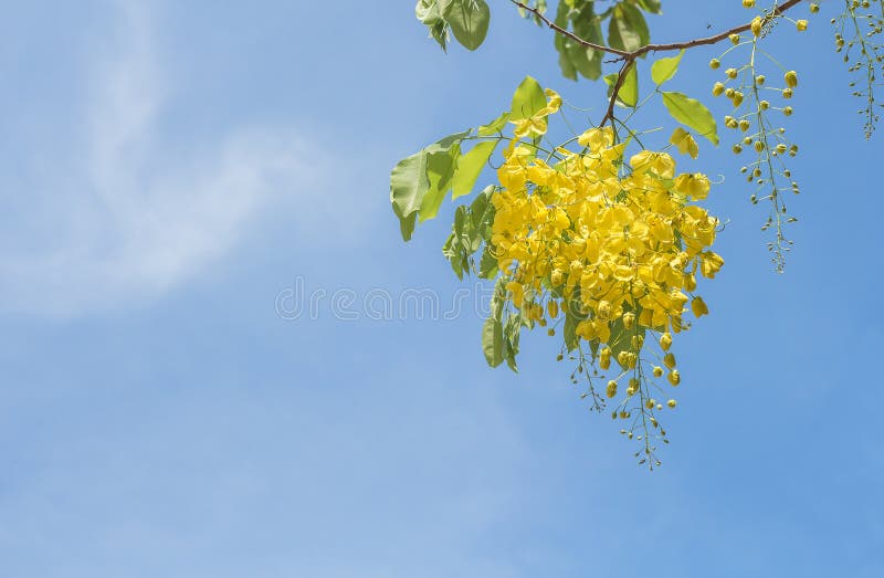 Beautiful Yellow Flowers Tree Stock Photo - Image of branch, flora ...