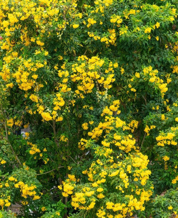 Beautiful Yellow Flowers on a Tree in the Tropics Stock Image - Image ...