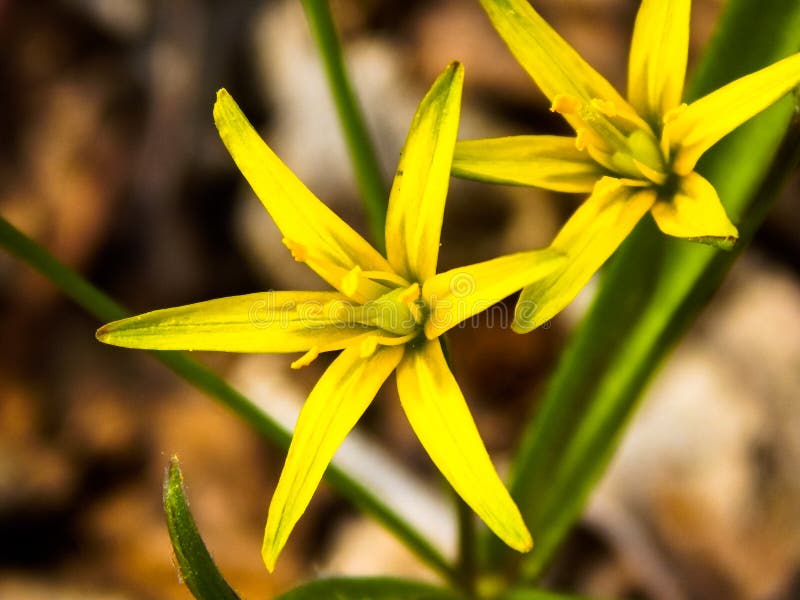 Yellow forest flower stock image. Image of forest, beautiful - 79671291