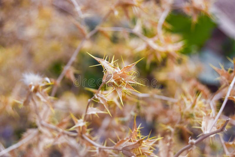 Beautiful Yellow Fork Flower Stock Photo - Image of close, botanical ...
