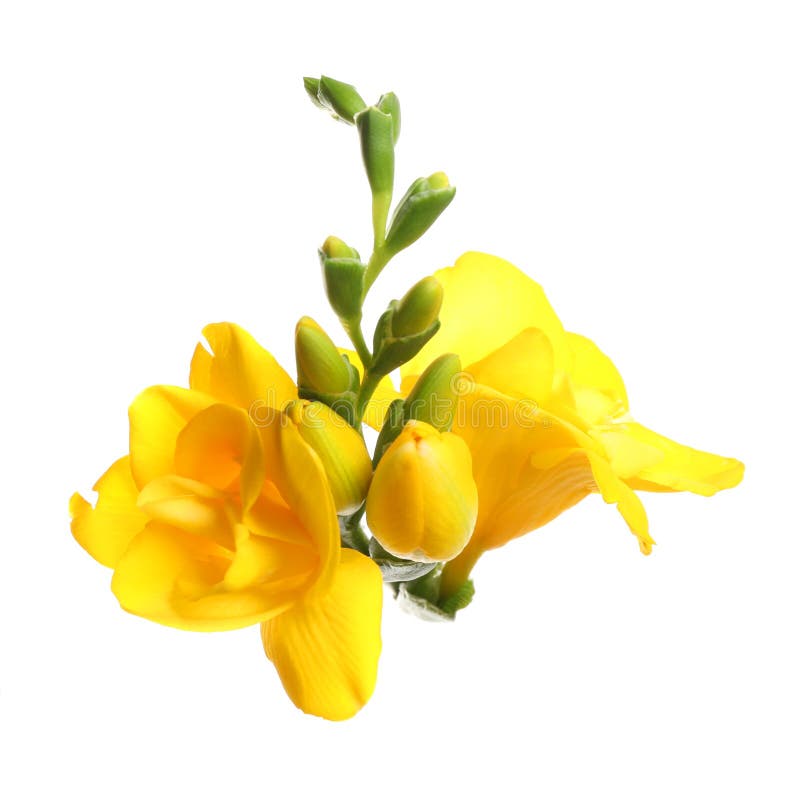 Beautiful Yellow Freesia Flowers on Background Stock Image - Image of ...