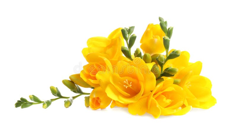 Beautiful Yellow Freesia Flowers on White Background Stock Photo ...