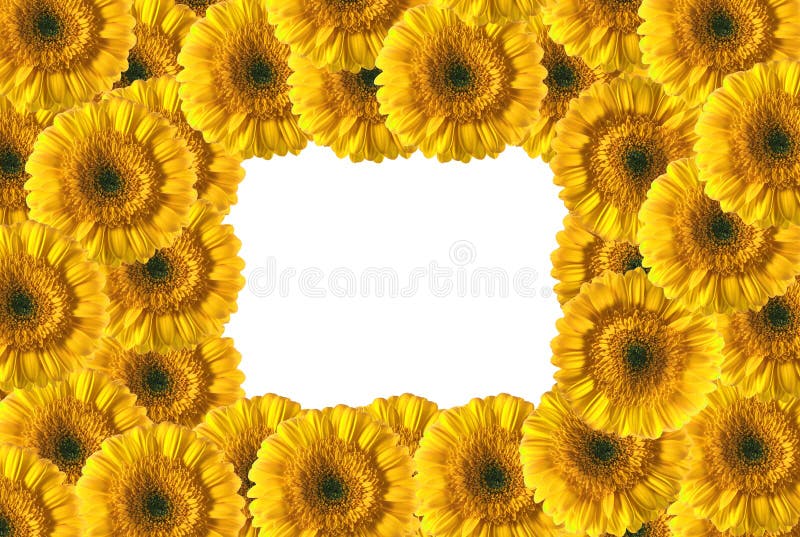 Beautiful Yellow Gerberas Frame Stock Image - Image of gerbera, macro ...