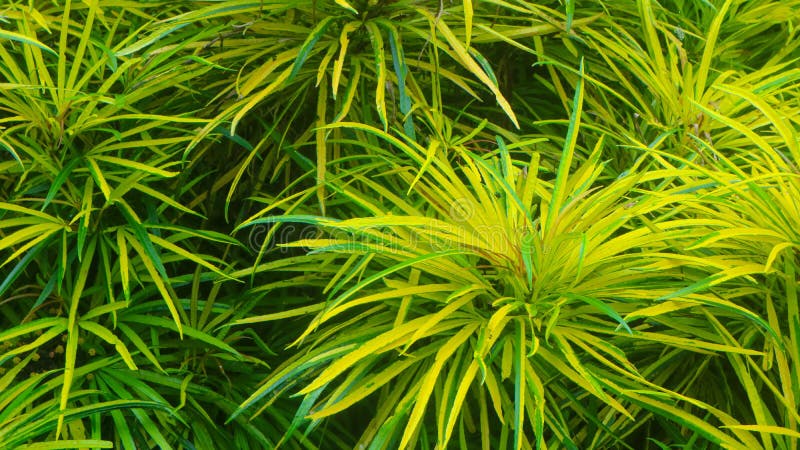 Beautiful Yellow Green Leaves in the Background Stock Photo - Image of ...