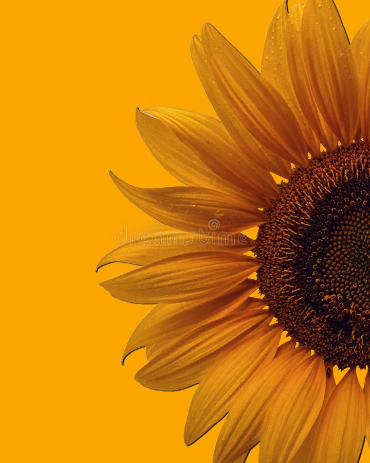 Half Sunflower Isolated on Yellow Background. Stock Image - Image of ...