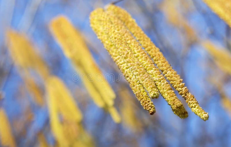 Hazel Flowers - Spring, Pollen Concept Stock Photo - Image of season ...