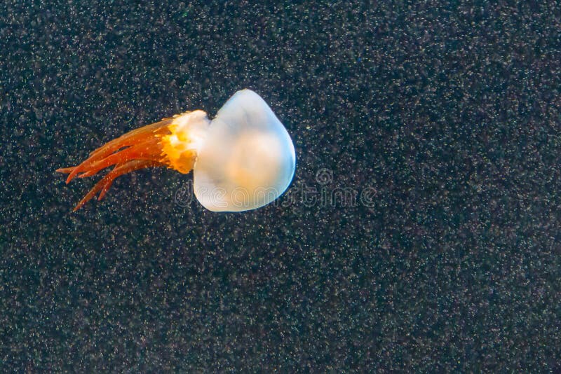 Beautiful yellow jellyfish stock photo. Image of ocean - 87865050