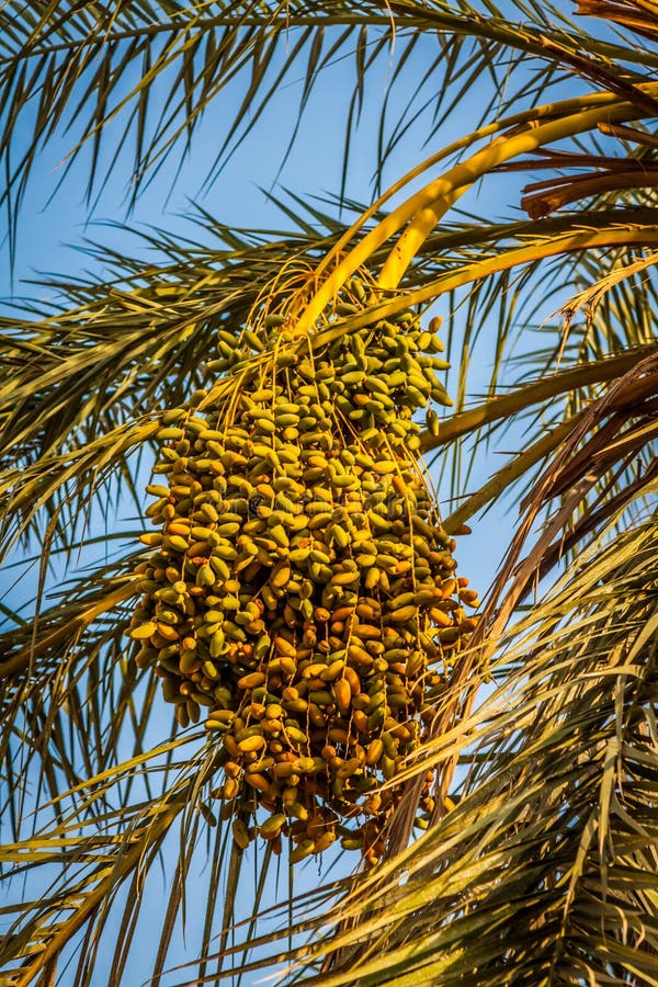 Beautiful Yellow Khalal Dates in a Tree Stock Image - Image of africa ...