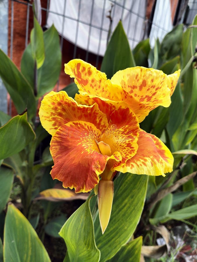 Beautiful Yellow King Humbert Flower Display Stock Image - Image of ...