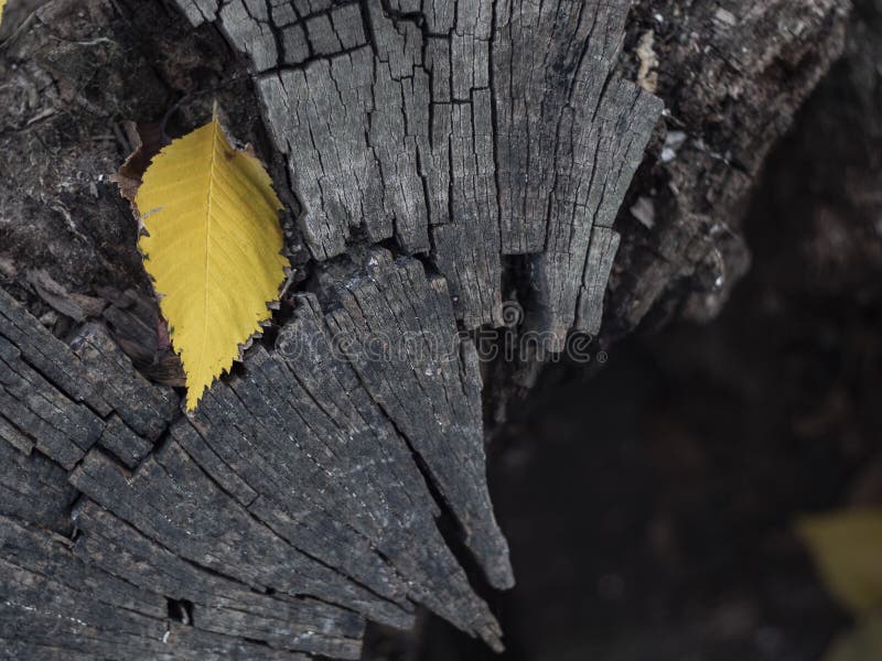 Beautiful Yellow Leaf on a Cracked Tree Stump. Beautiful Dry Wood Stump ...