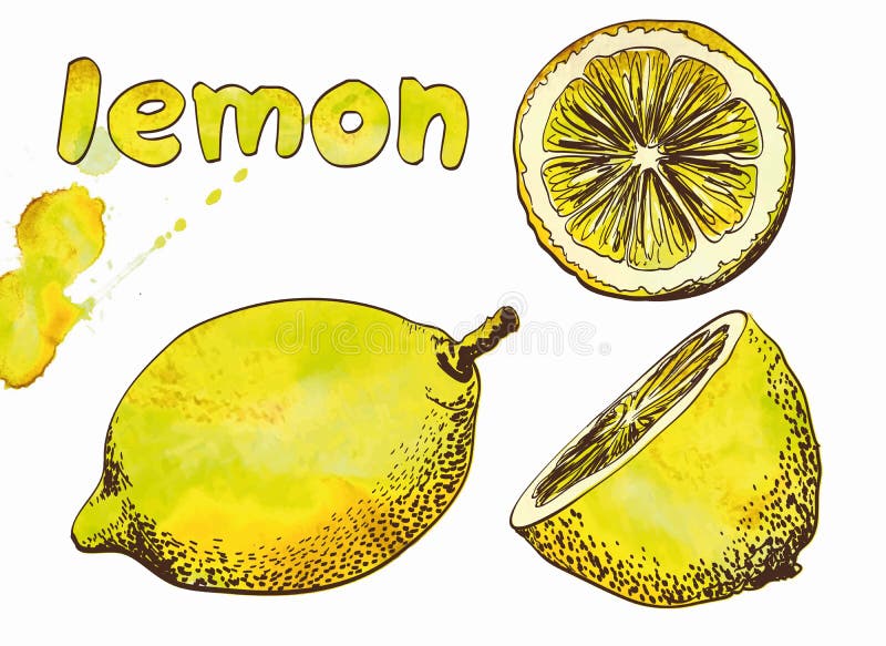 Beautiful yellow lemon stock illustration. Illustration of dieting ...