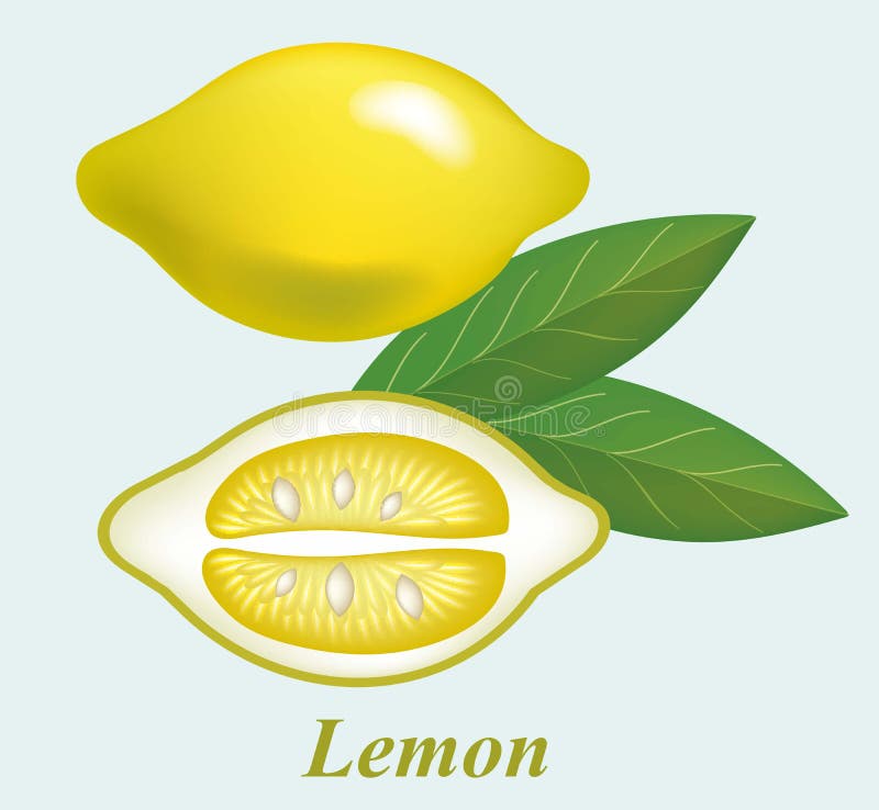 Beautiful yellow lemon stock vector. Illustration of portion - 50295350