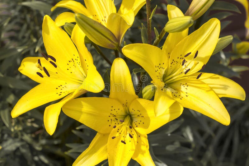 Yellow Lilies Growing in the Garden Stock Image - Image of blooming ...