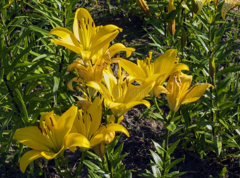 Beautiful Yellow Lilies. Photo for Cards, Presentations Stock Photo ...