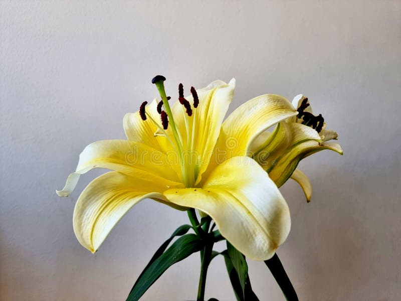 Beautiful Yellow Lilium or Lily Flower Stock Photo - Image of floral ...