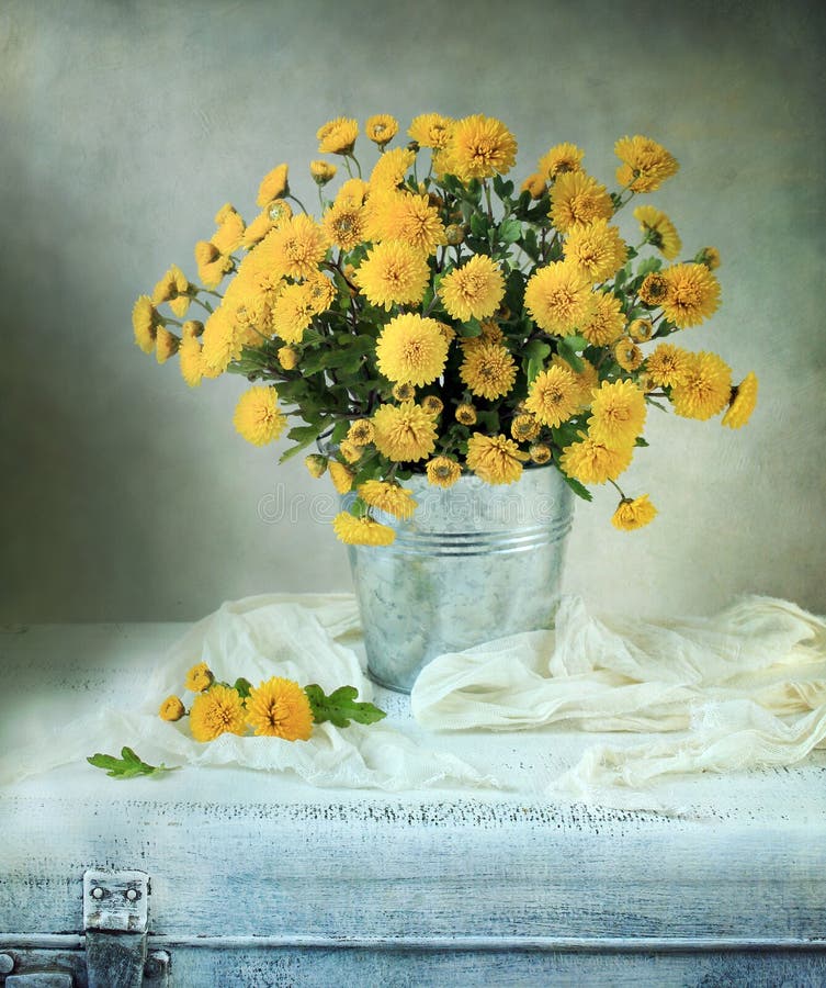 Yellow Mums stock image. Image of flowers, nature, gift - 66094139