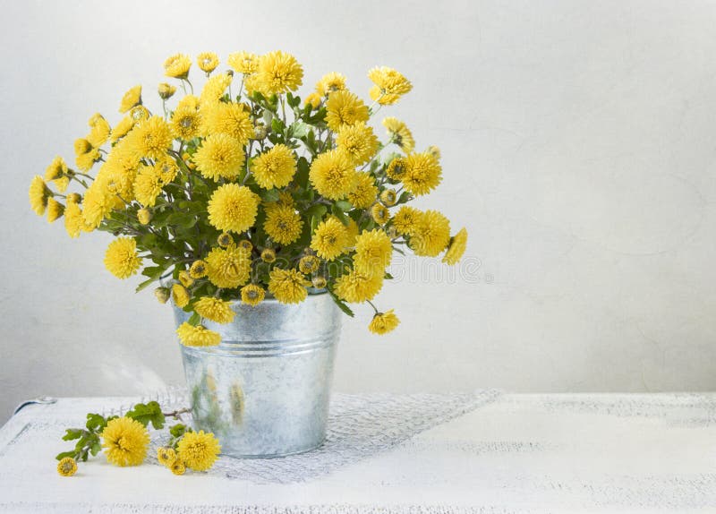 Yellow Mums stock image. Image of flowers, nature, gift - 66094139