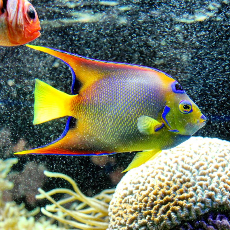 Beautiful Yellow Ocean Fish with Marine Plants Stock Photo - Image of ...
