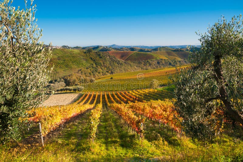 Colourful Vineyard on Hills in Fall Stock Photo - Image of plants ...