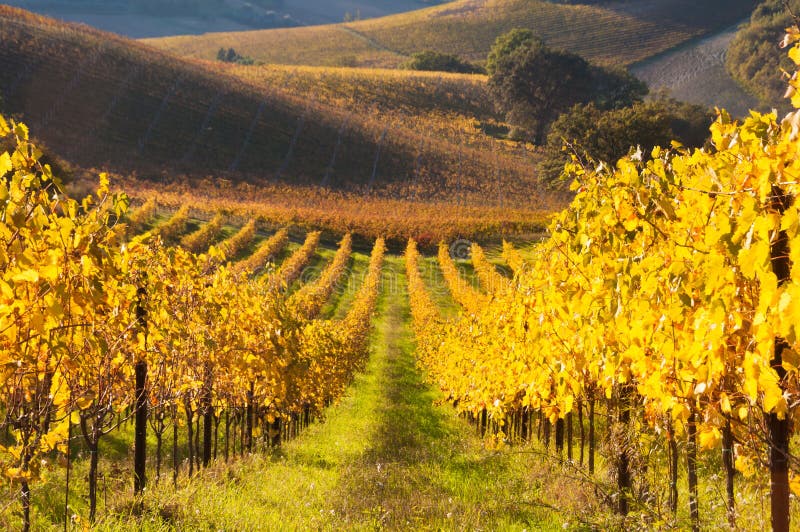 Colourful Vineyard on Hills in Fall Stock Image - Image of orange ...