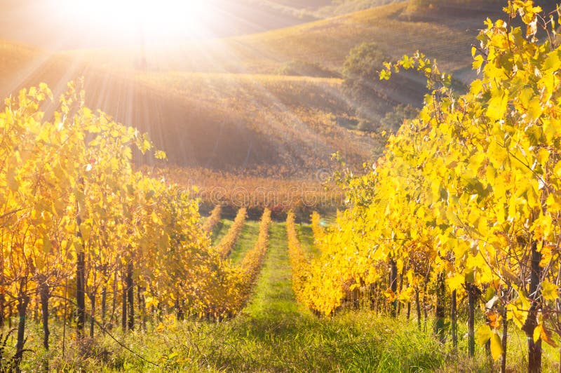 Colourful Vineyard on Hills in Fall Stock Photo - Image of wine, fall ...