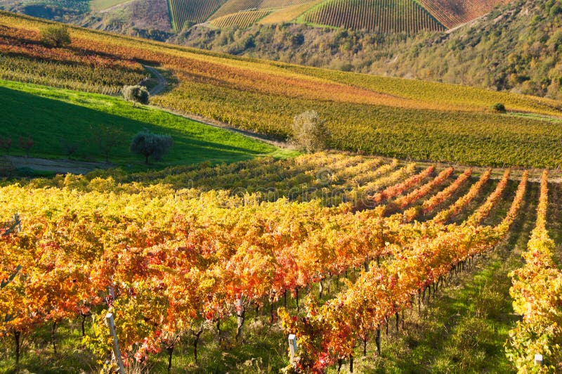 Colourful Vineyard on Hills in Fall Stock Image - Image of colourful ...