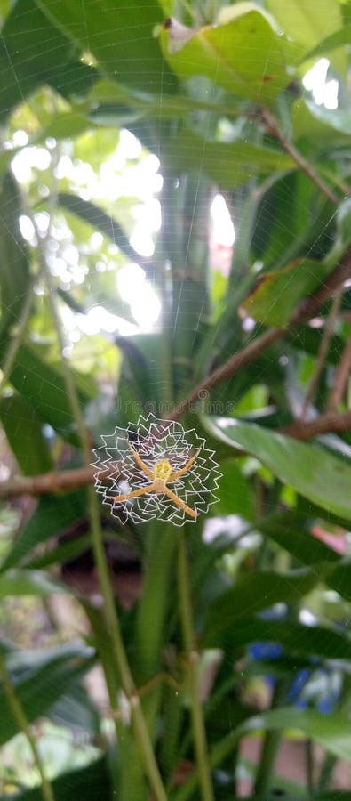 A Beautiful, Yellow-orange Spider Makes a Nest on a Tree Branch in ...