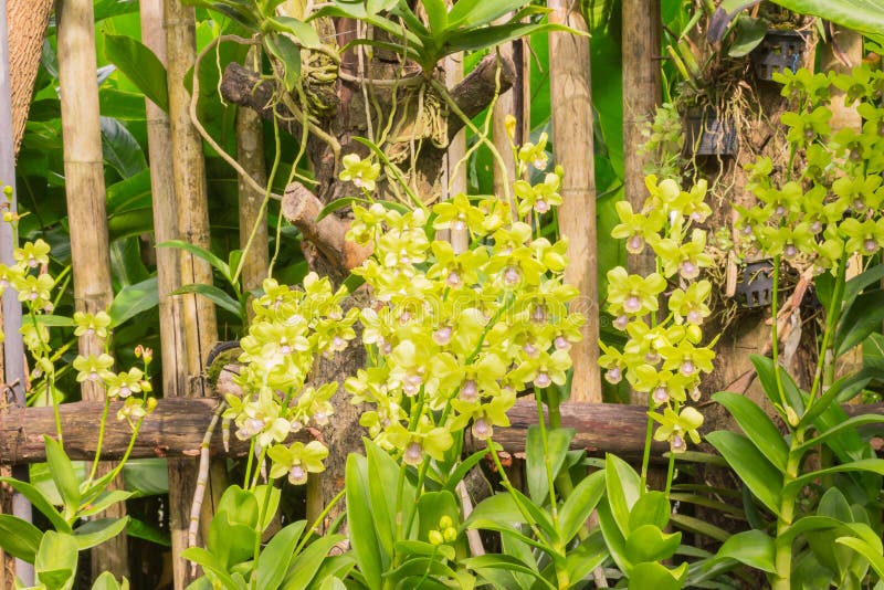 Beautiful Yellow Orchids in Garden Stock Image - Image of yellow, place ...