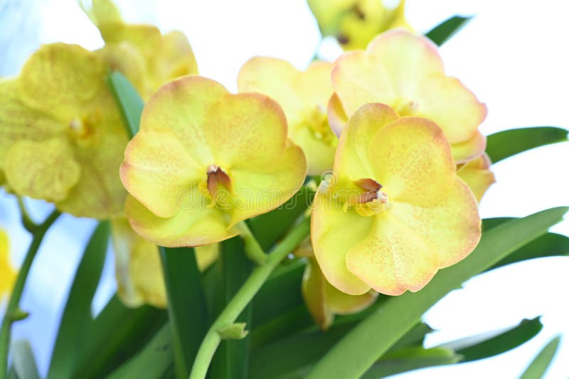 Beautiful Yellow Orchids in the Garden, Natural Background Stock Photo ...