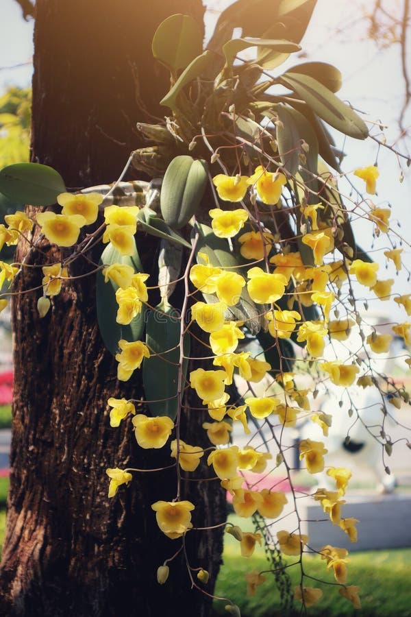 Beautiful Yellow Orchids in a Tropical Garden, Beautiful Orchid Flower ...