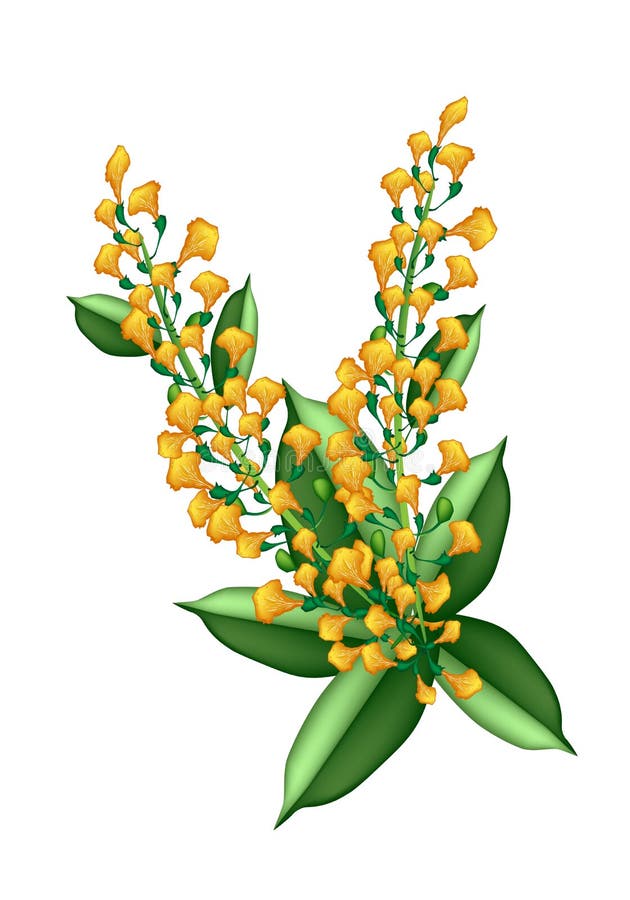 Beautiful Yellow Padauk Flower Isolated On White B Stock Vector ...