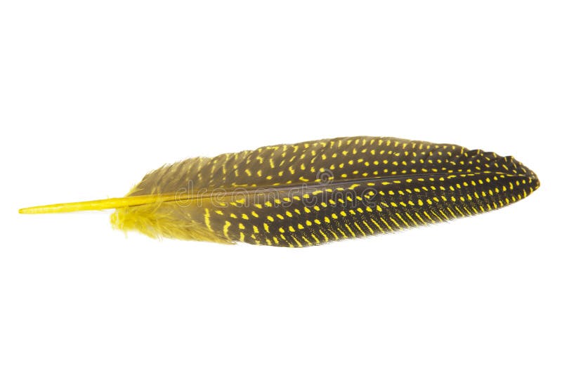 Beautiful Yellow Parrot Feather Isolated on White Background Stock ...