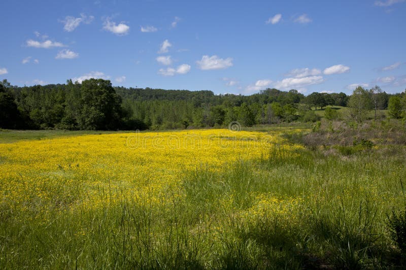 Beautiful yellow pasture stock image. Image of blue, farm - 29681993
