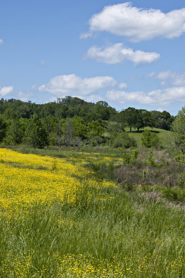 Beautiful yellow pasture stock photo. Image of clear - 29682000