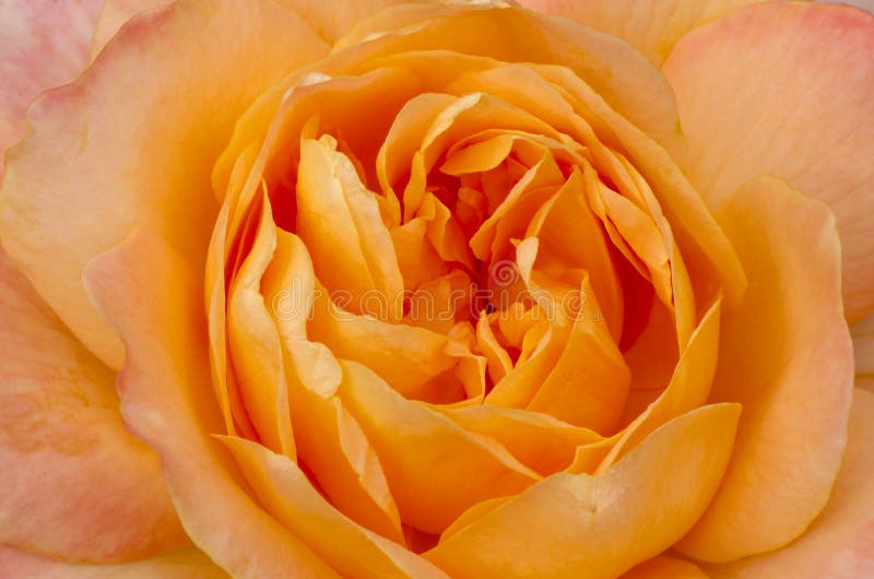 Beautiful Yellow Peace Rose Stock Image - Image of love, rose: 45138567