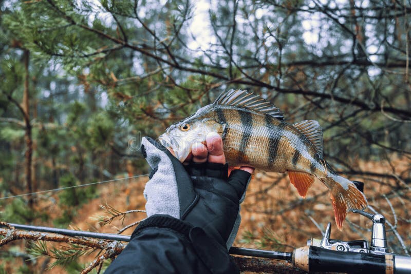 Beautiful Yellow Perch in the Hand of Angler Stock Photo - Image of ...