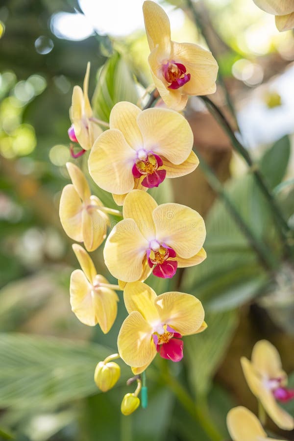 The Beautiful Yellow Phalaenopsis Orchid in the Garden Stock Photo ...