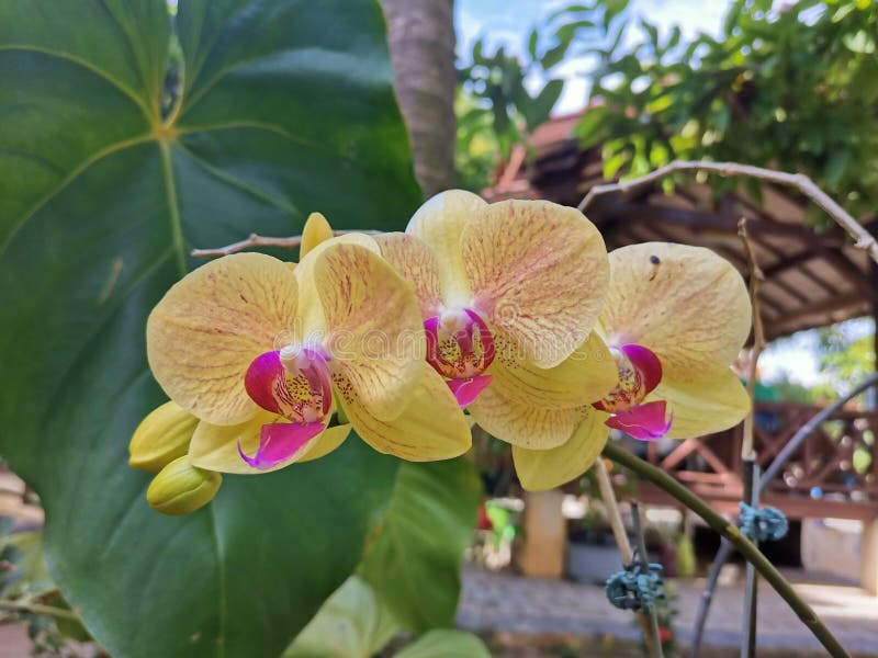 Beautiful Yellow Phalaenopsis Orchid & X28;Moth Orchid& X29; in the ...