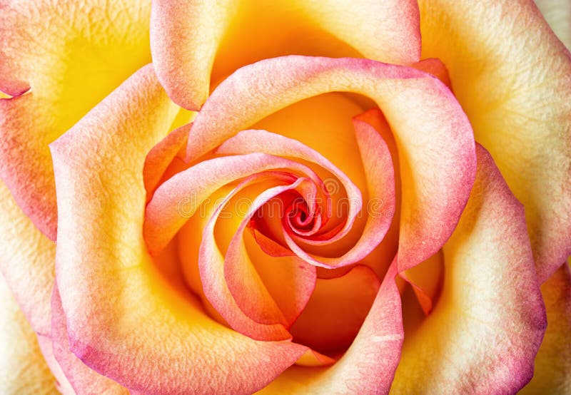 Beautiful yellow-pink rose stock photo. Image of birthday - 53651414