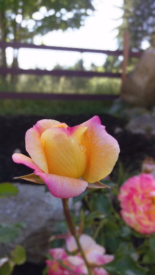 Beautiful Yellow and Pink Rose Stock Photo - Image of plants, pink ...